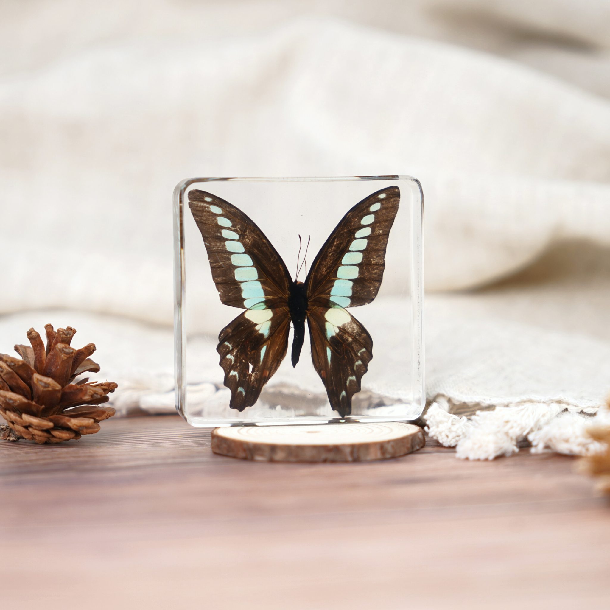 Insects In Resin -Real Butterflies in resin also available wholesale