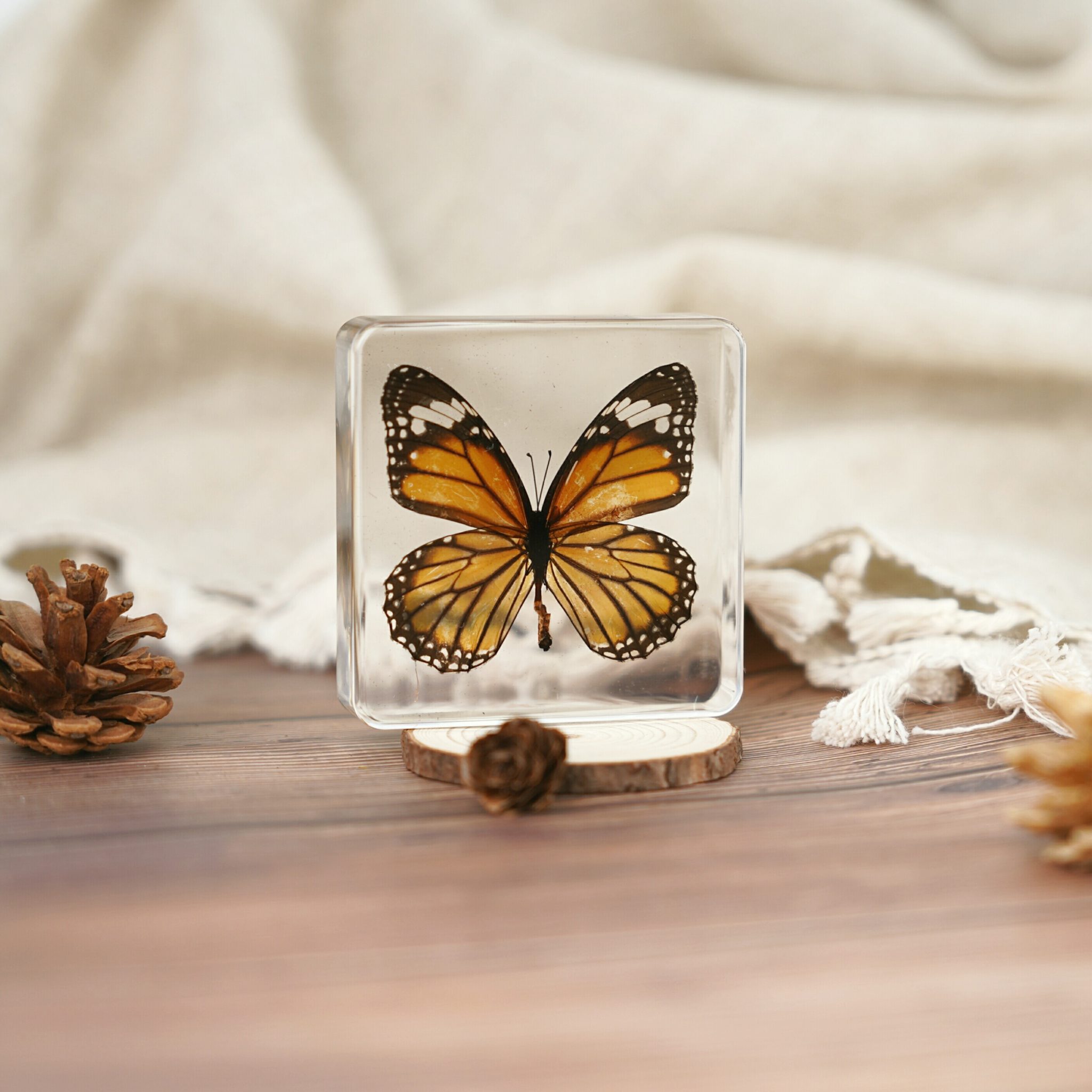Insects In Resin -Real Butterflies in resin also available wholesale
