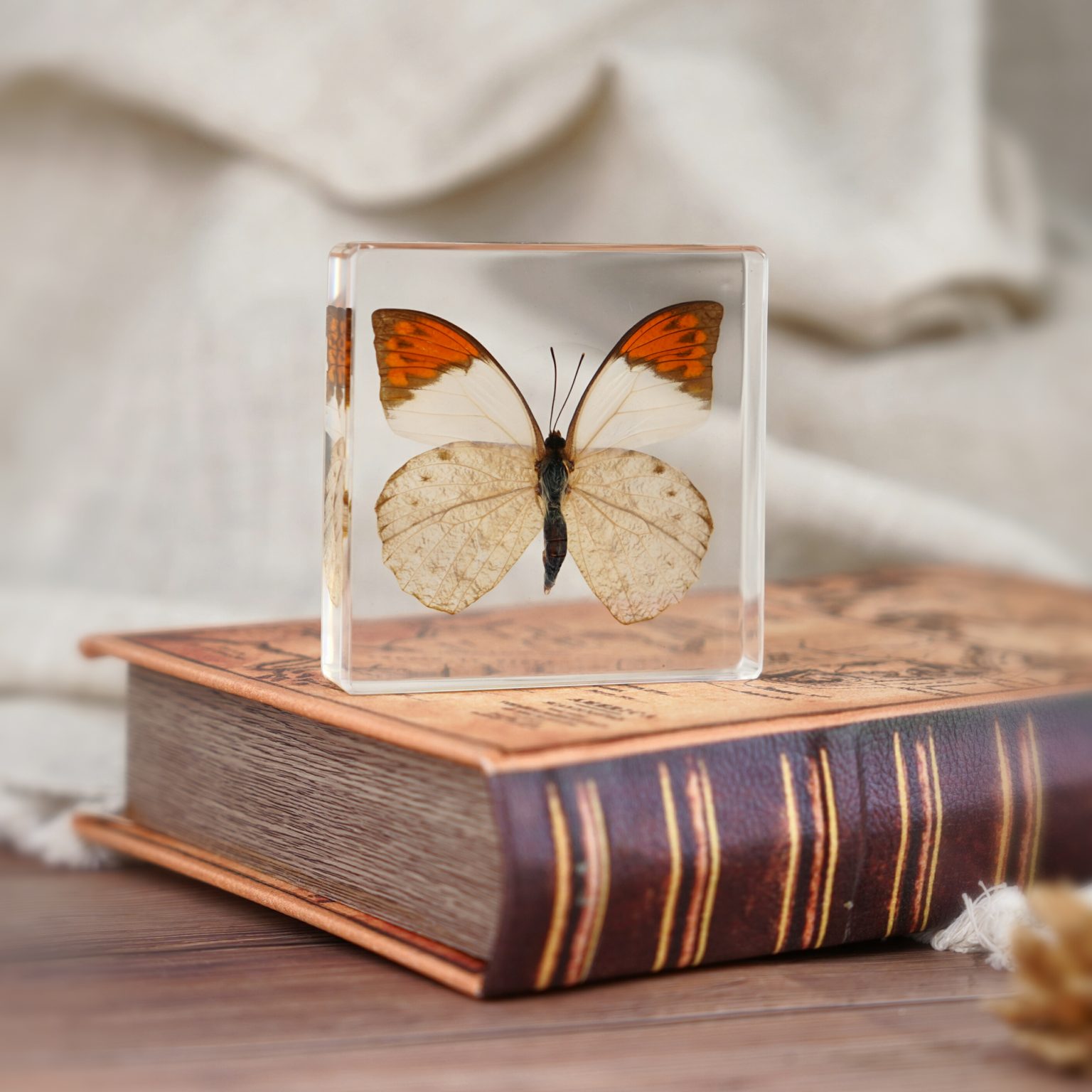 Insects In Resin -Real Butterflies in resin also available wholesale