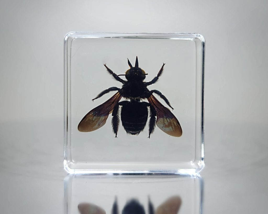 Bugs in Resin -Museum quality resin specimens