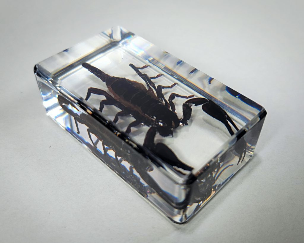 clear scorpion
