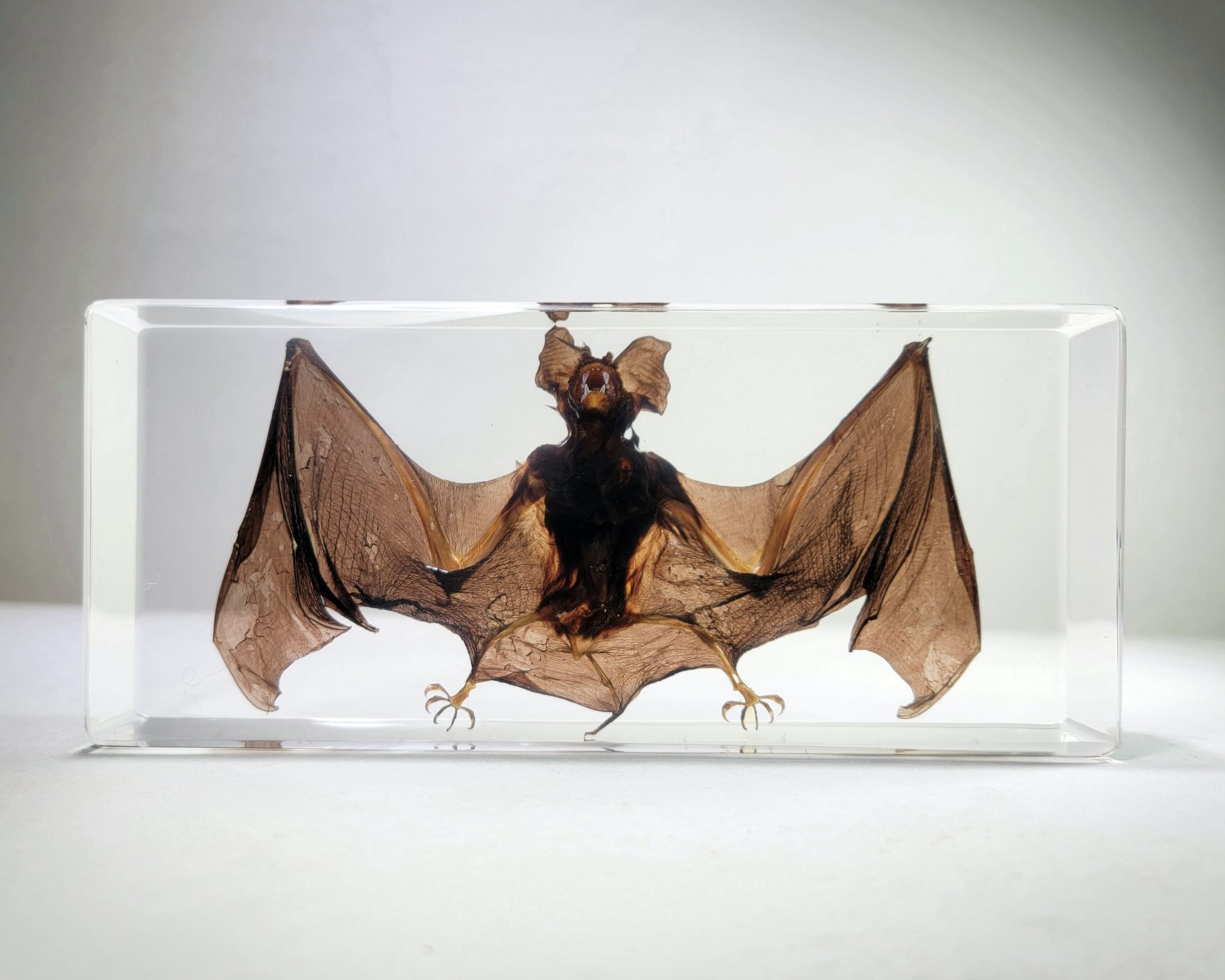 Large Bat in Resin, Pipistrellus pipistrellus - Insects In Resin