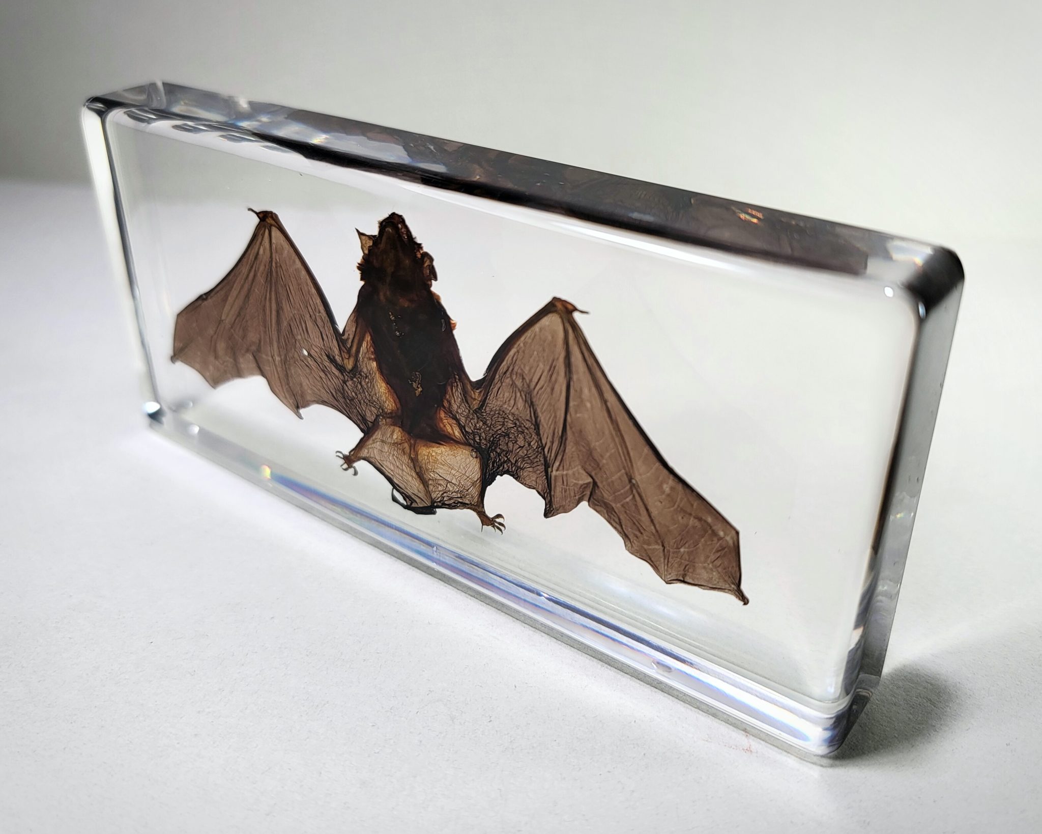 Specimens in Resin, Bats, Spiders and Scorpions. Wholesale available.