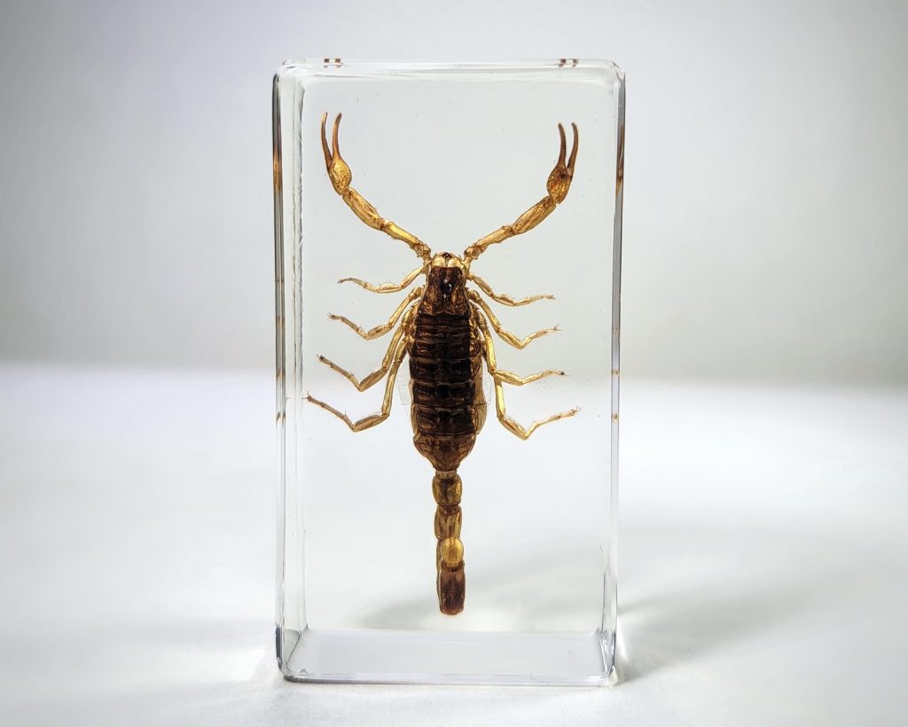 Chinese Golden Scorpion in Resin, Mesobuthus martensii - Insects In Resin