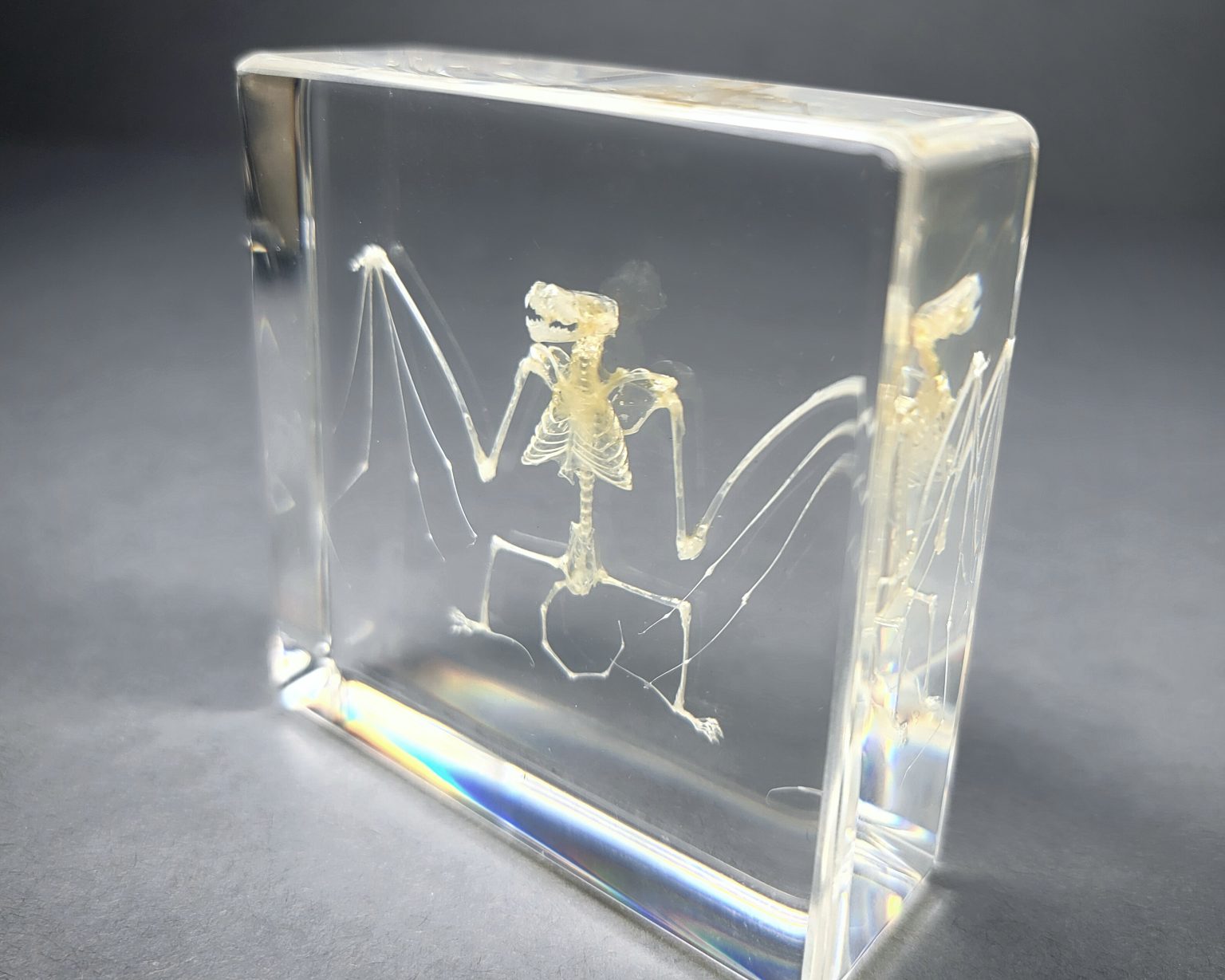 Skeletons in Resin - Wholesasle Insects In Resin Available