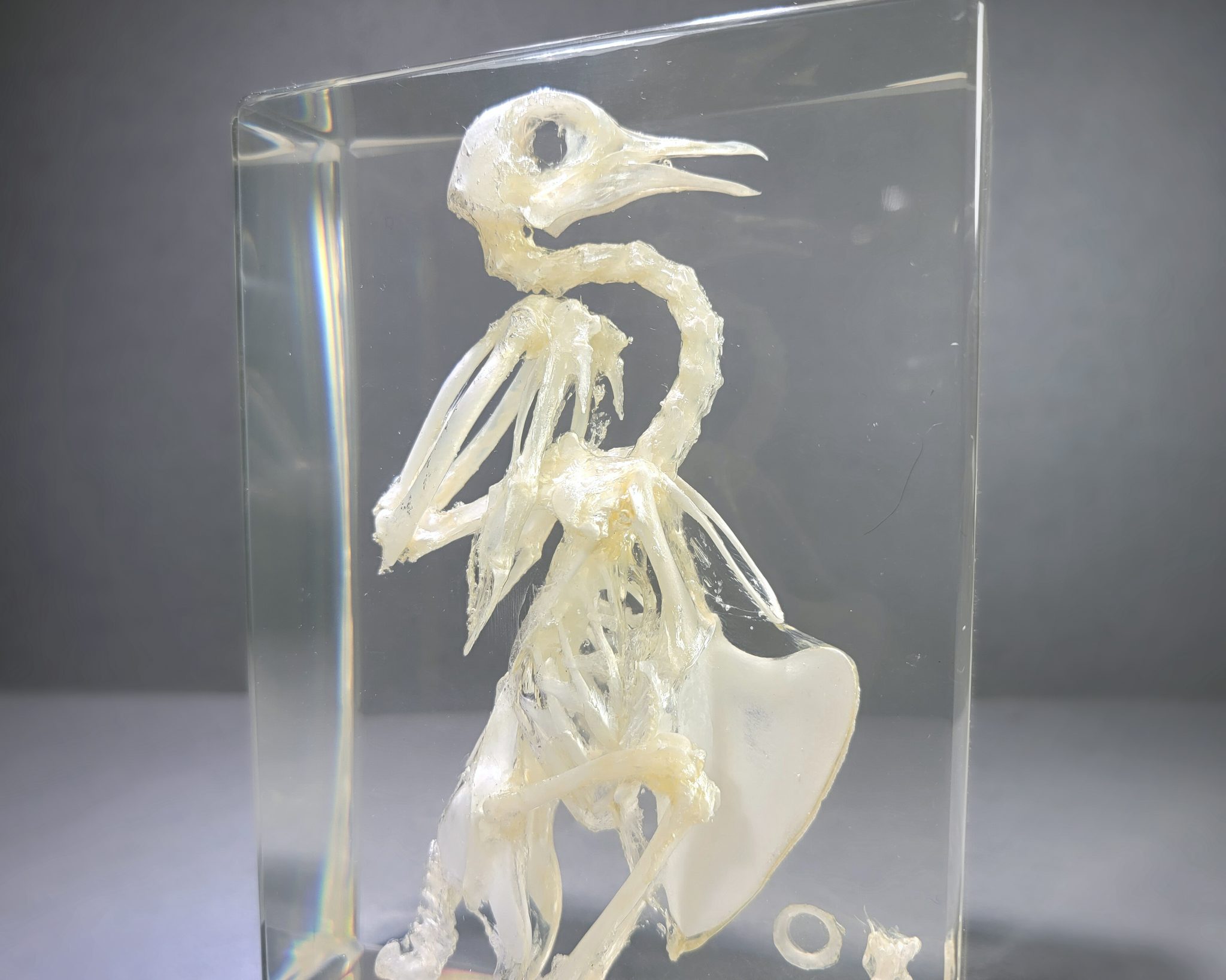 Large Bird Skeleton in Resin, Columba livia - Insects In Resin