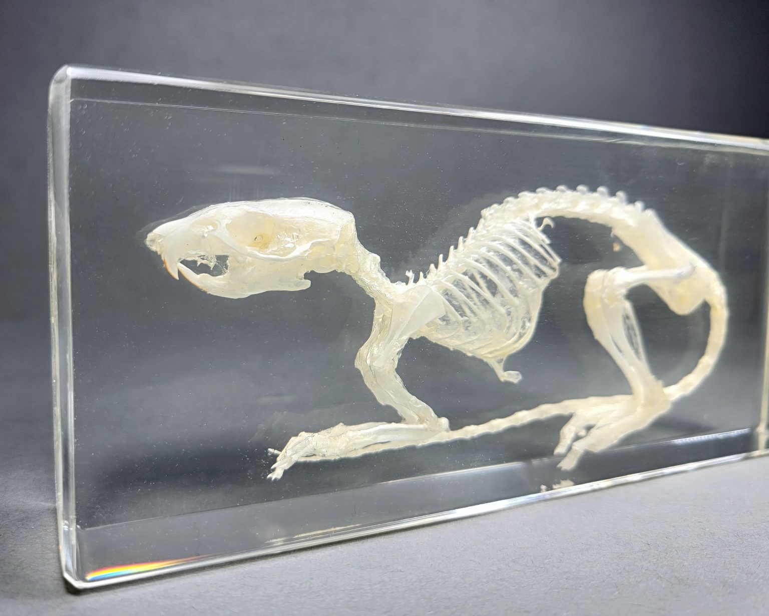 Rat Skeleton in Resin, Rattus norvegicus - Insects In Resin