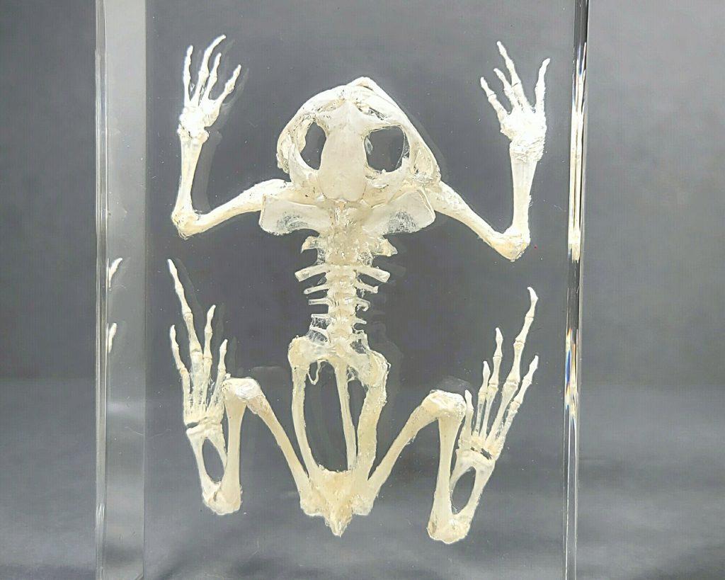 Skeletons in Resin - Wholesasle Insects In Resin Available