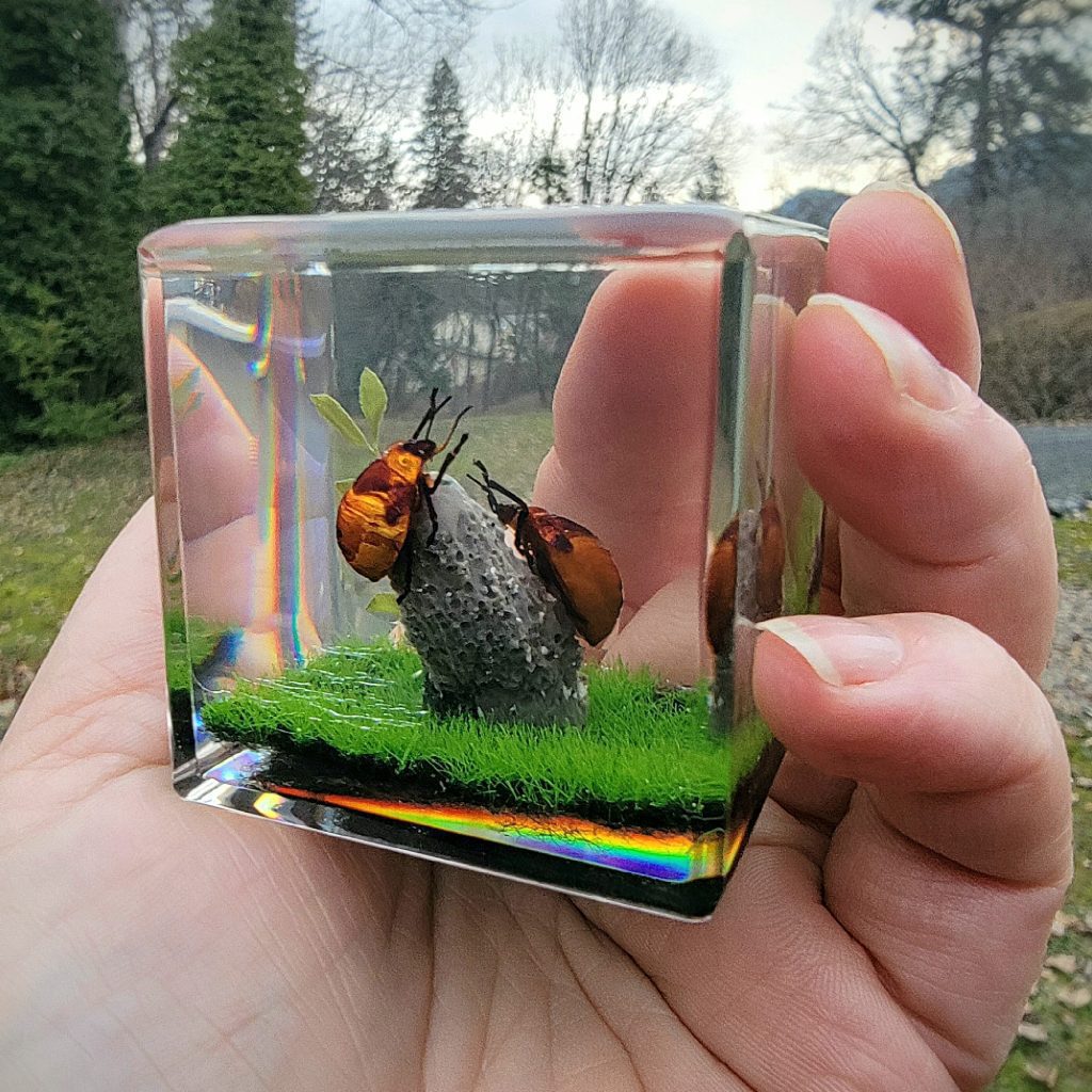 Tea Shield Bug in Resin, Insect Diorama, Poecilocoris latus - Insects ...